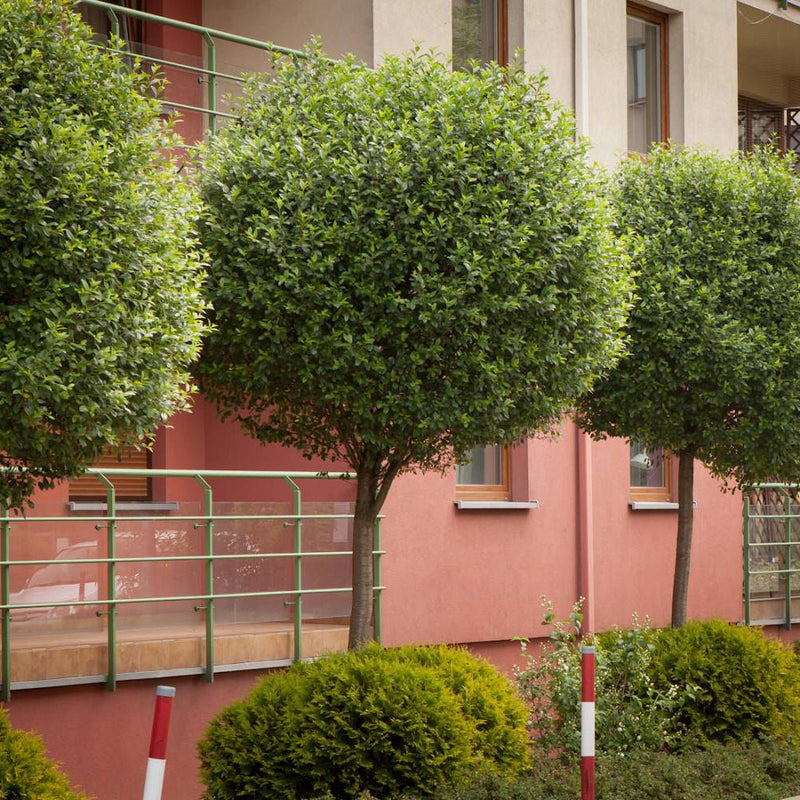 Ciresi japonezi#N#– VERDENA