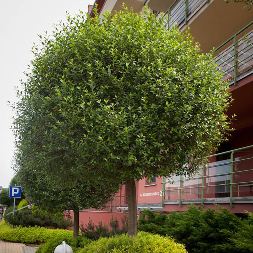 Cires ornamental globular alb Umbraculifera | Verdena