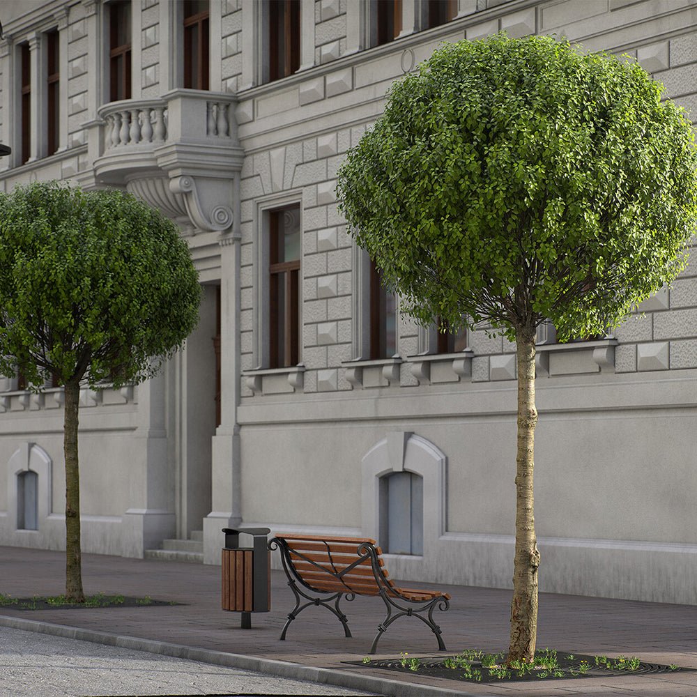 Cires ornamental globular alb Umbraculifera | Verdena