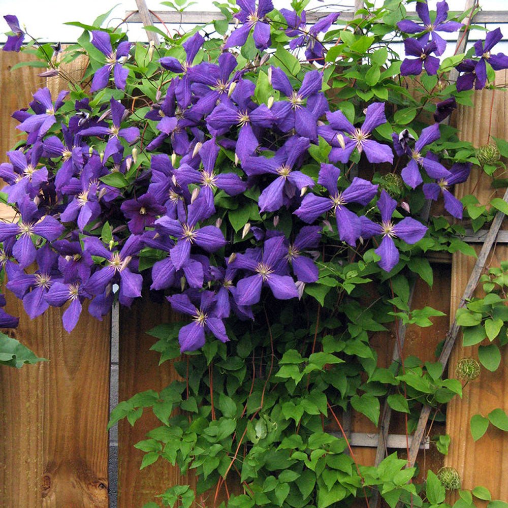 Clematis (Clematita) Jackmanii | Verdena – VERDENA