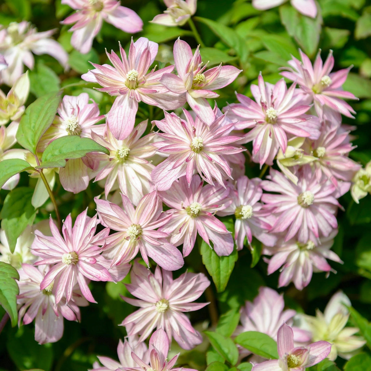 Clematis (Clematita) Marjorie | Verdena – VERDENA