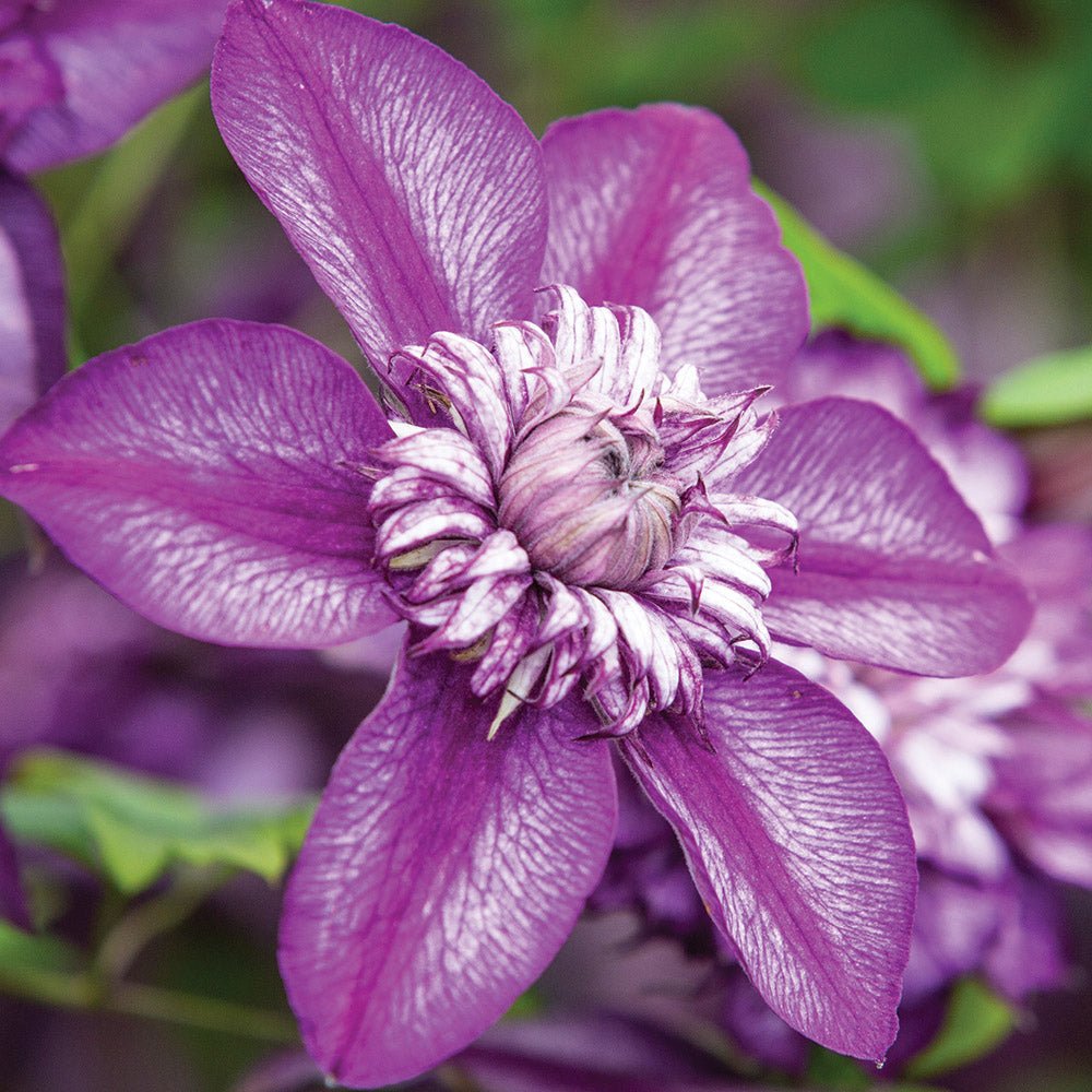 Clematis purpuriu-inchis Cassis | Verdena – VERDENA