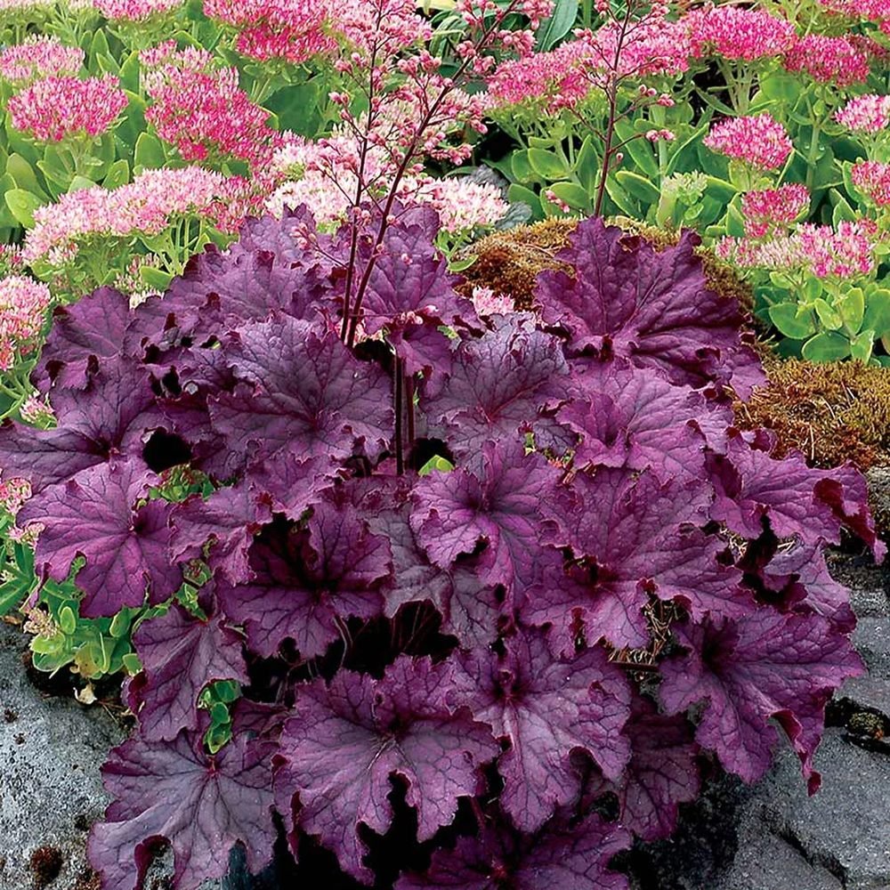 Clopotel purpuriu violet-mov (Heuchera) Forever Purple | Verdena – VERDENA