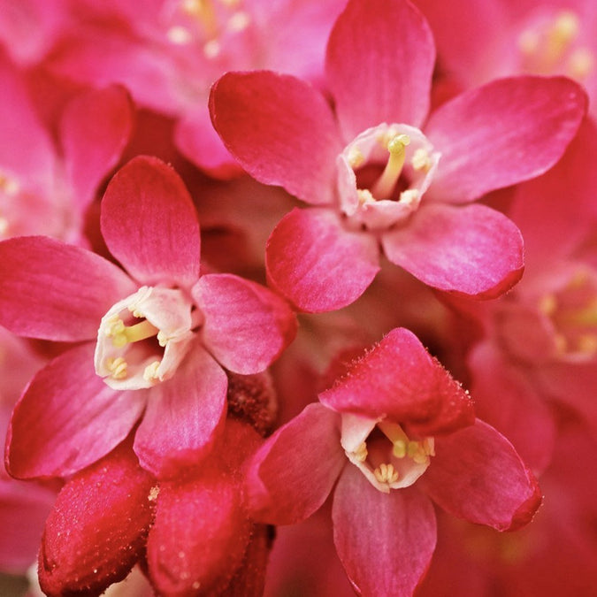 Coacaz Rosu King Edward VII (Ribes Sanguineum) | Verdena – VERDENA