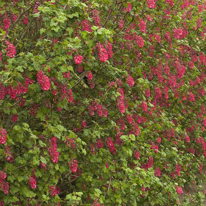 Coacaz Rosu King Edward VII (Ribes Sanguineum) | Verdena – VERDENA