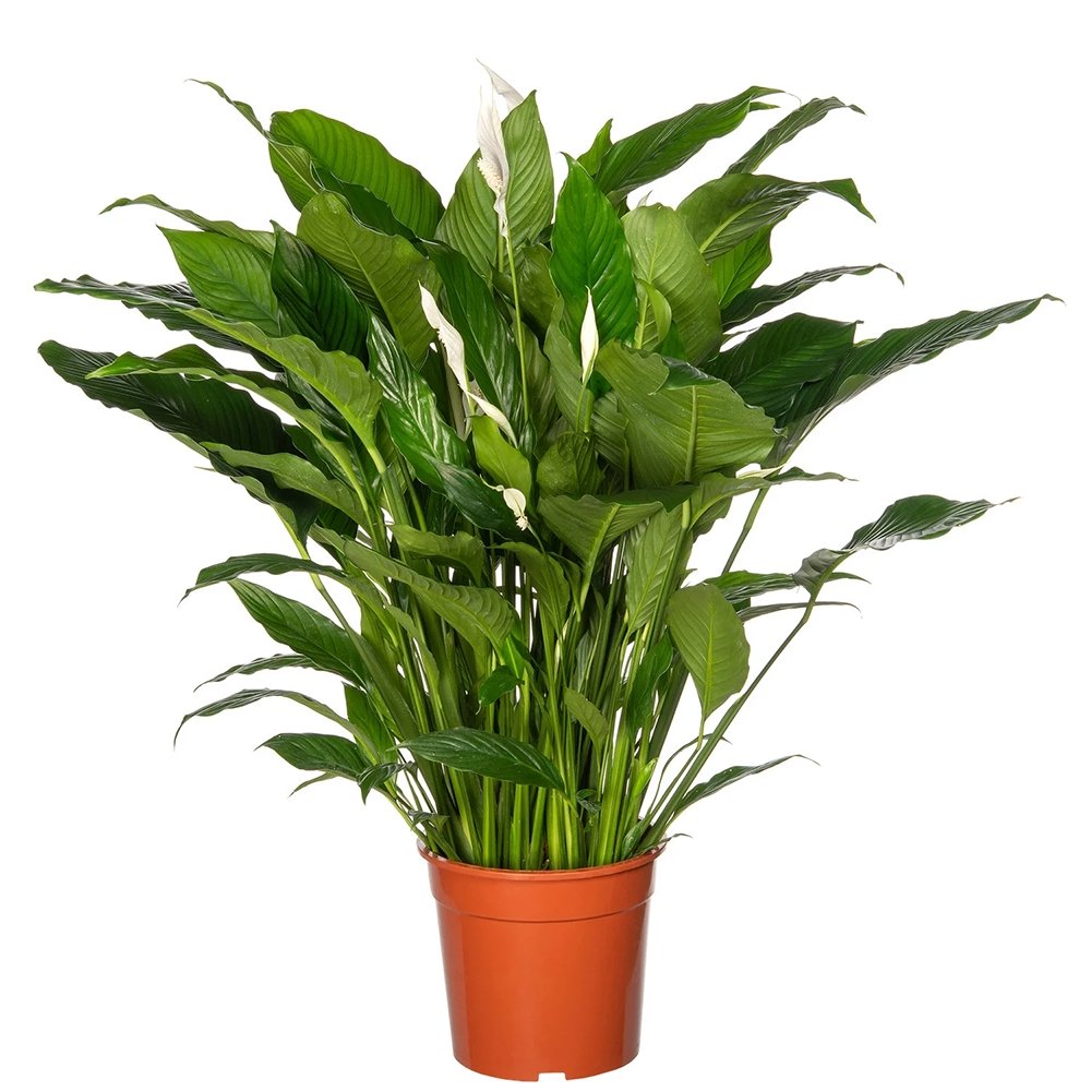 Crinul Pacii Spathiphyllum Sweet Lauretta 100 cm | Verdena – VERDENA