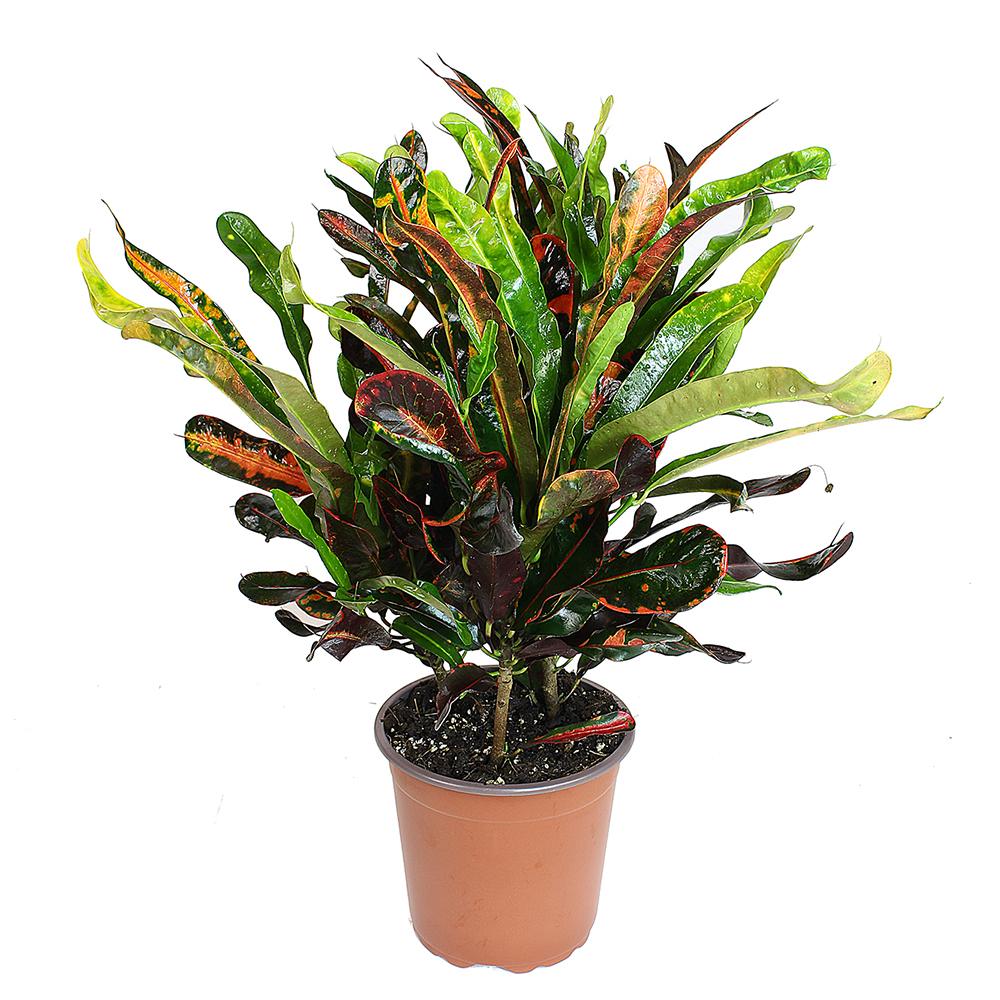 Croton Codiaeum Variegatum Mammi - 60 cm | Verdena – VERDENA