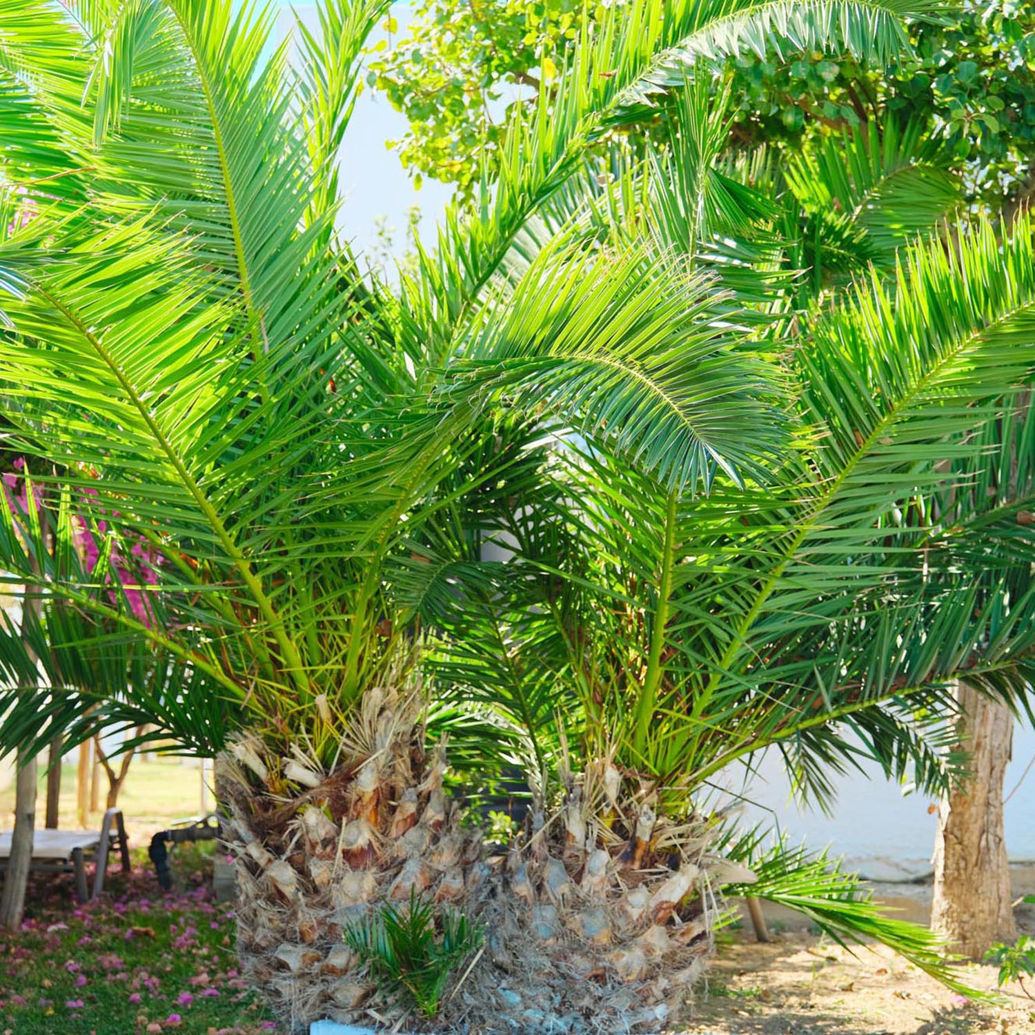 Palmier Curmal (Phoenix canariensis) | Verdena