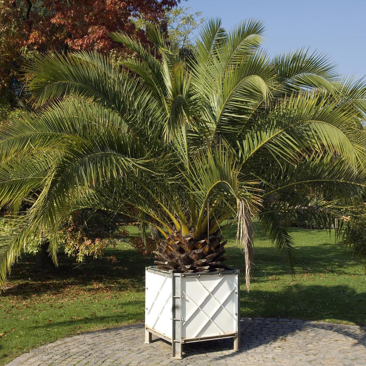 Palmier Curmal (Phoenix canariensis) | Verdena – VERDENA