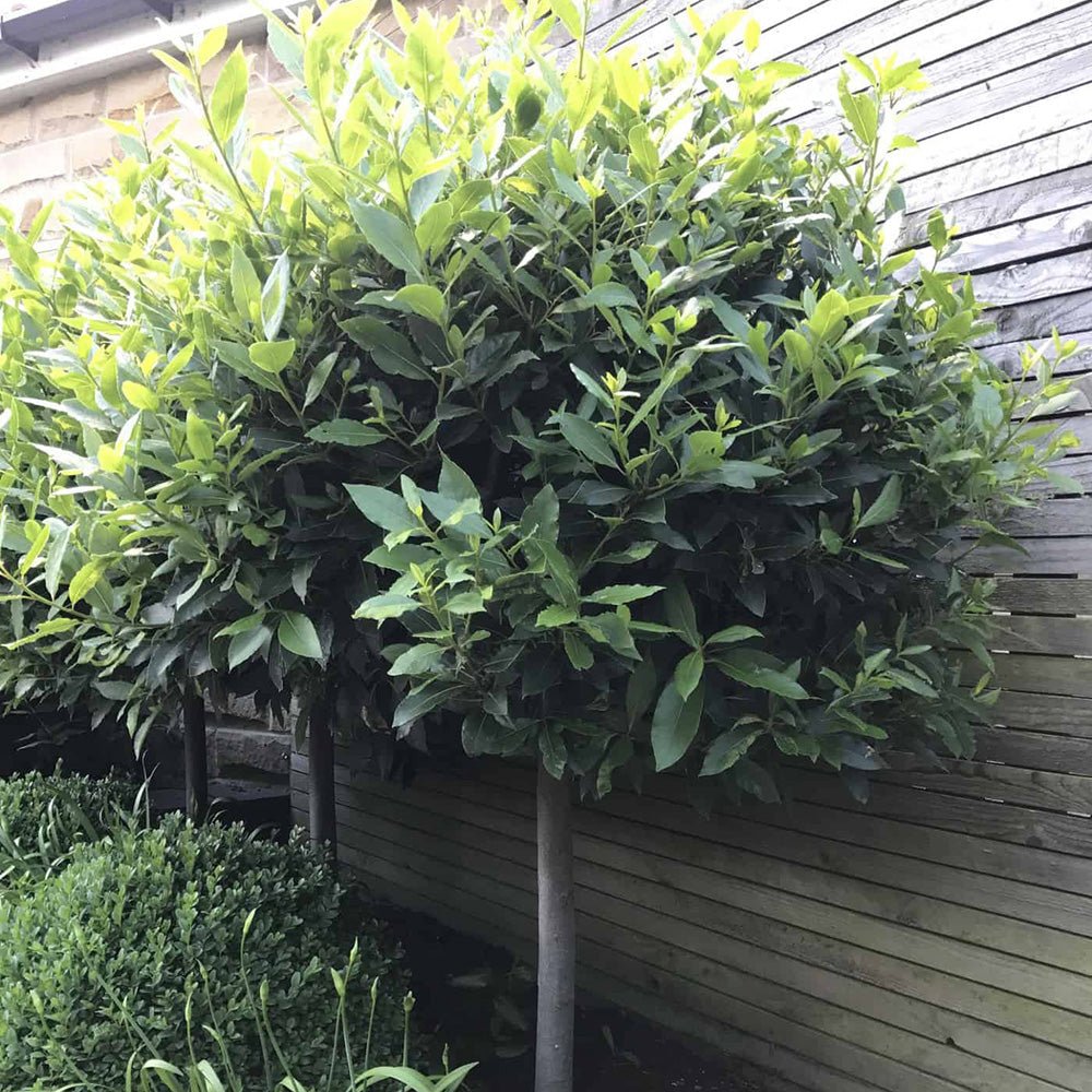 Dafin Comestibil - Tip Copac ornamental | Verdena