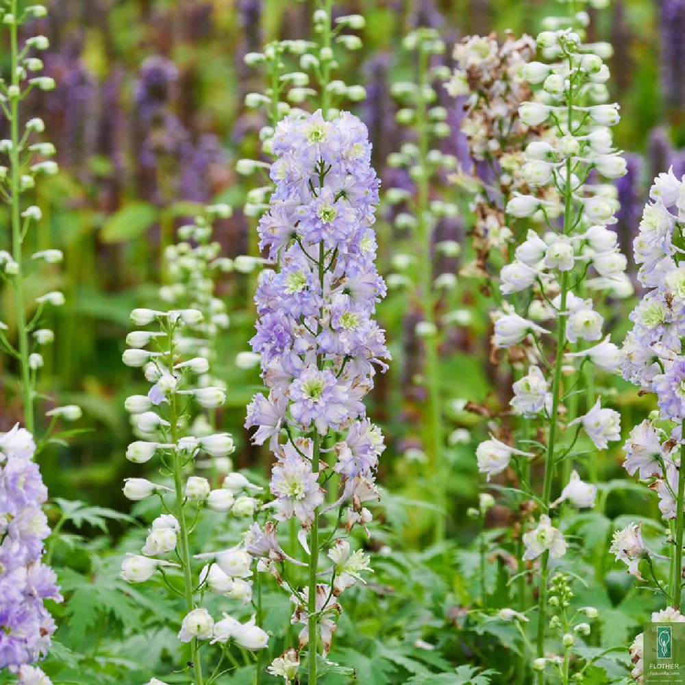 Nemtisor (Delphinium) Highlander Moonlight | Verdena – VERDENA