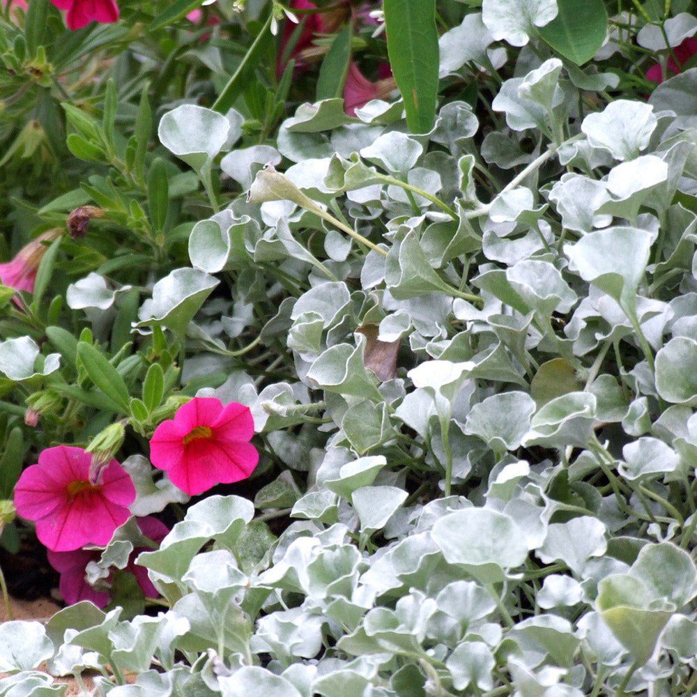 Dichondra argentea Silver Falls curgatoare | Verdena