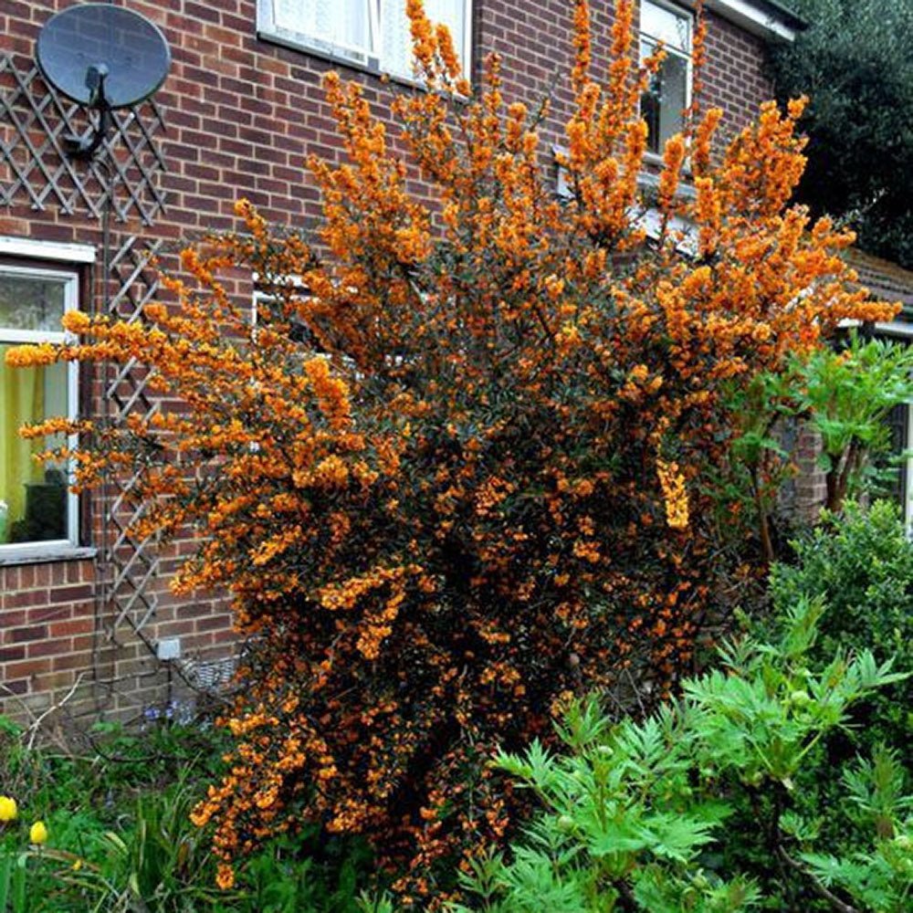 Dracila Berberis Japoneza Portocaliu Orange King Verdena Verdena