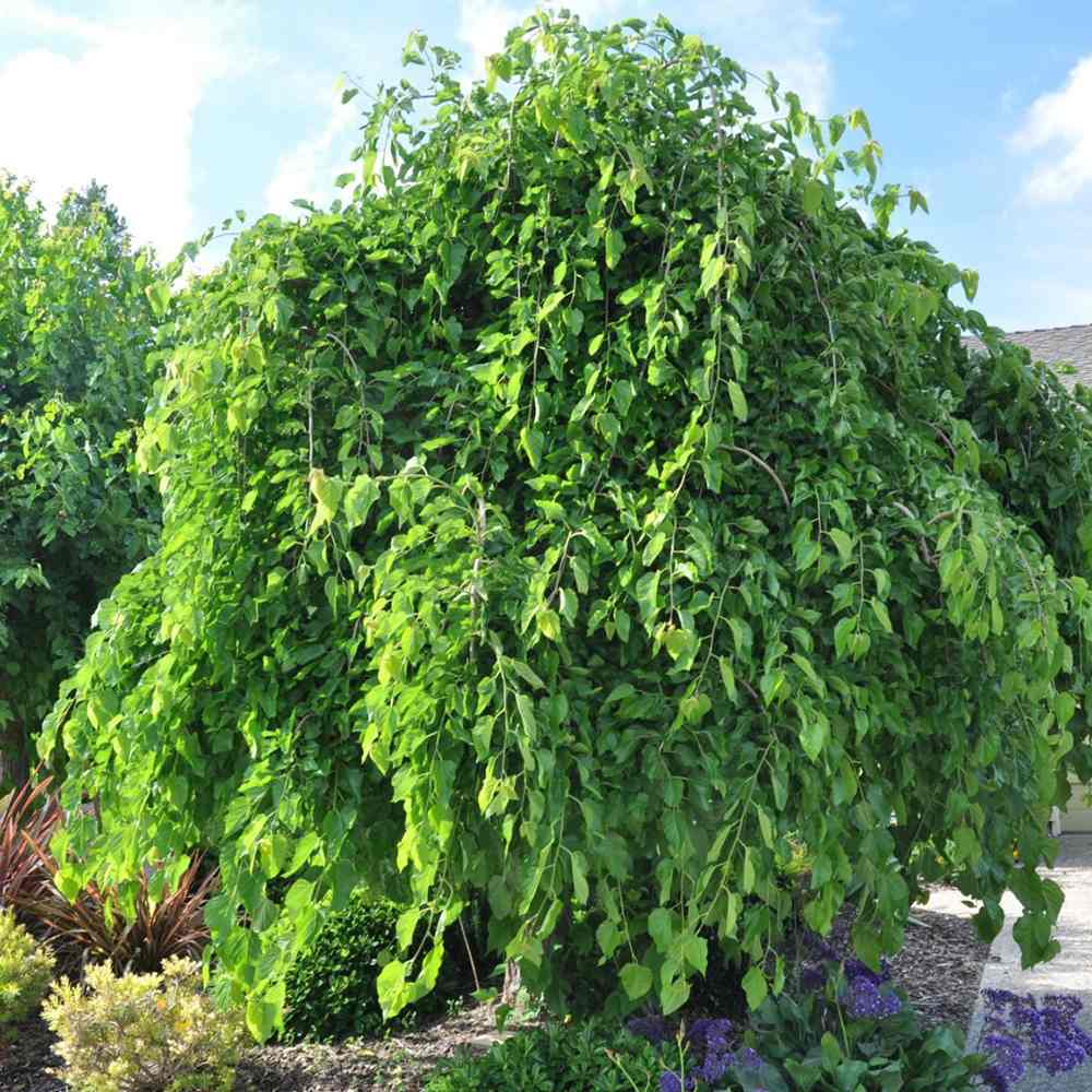 Dud Ornamental Plangator (Morus Nigra) | Verdena – VERDENA