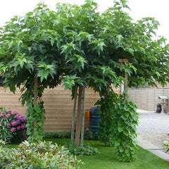 Dud ornamental fara fructe - Tip Copac | Verdena