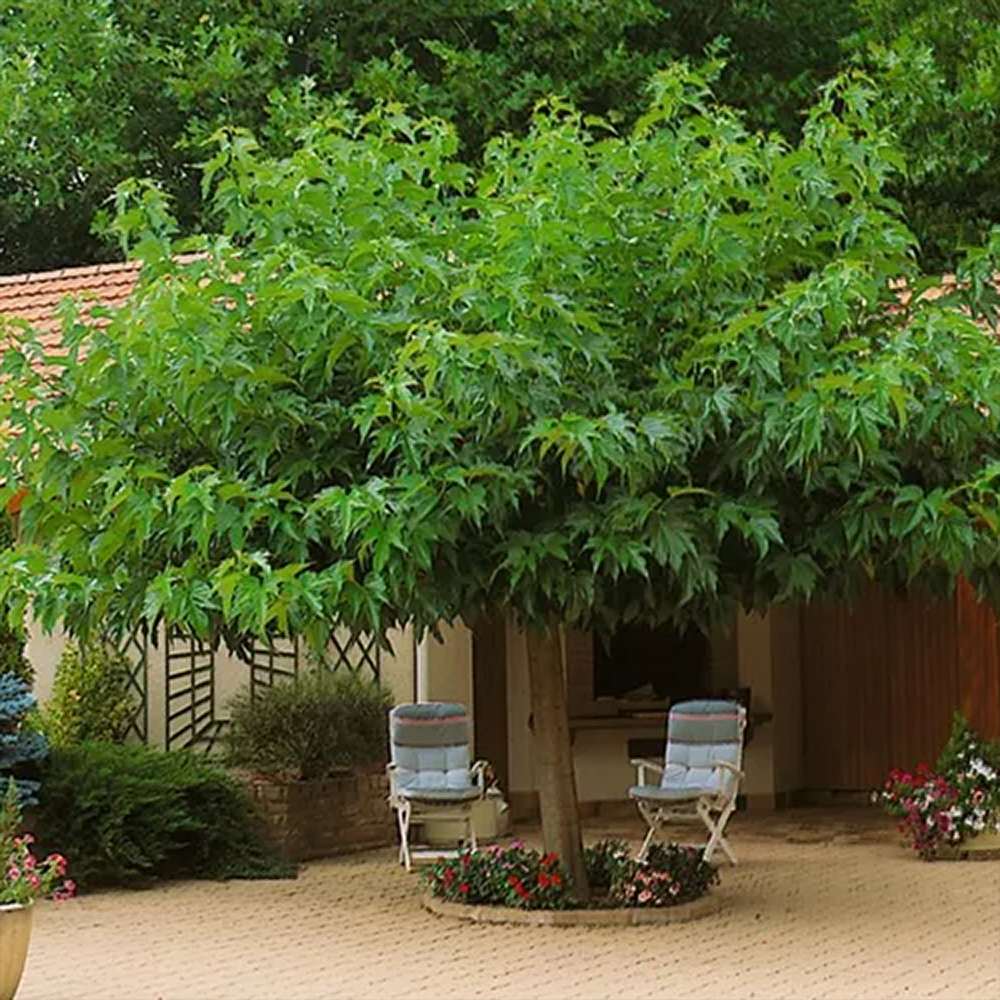 Dud Ornamental Alb (Morus platanifolia) | Verdena – VERDENA