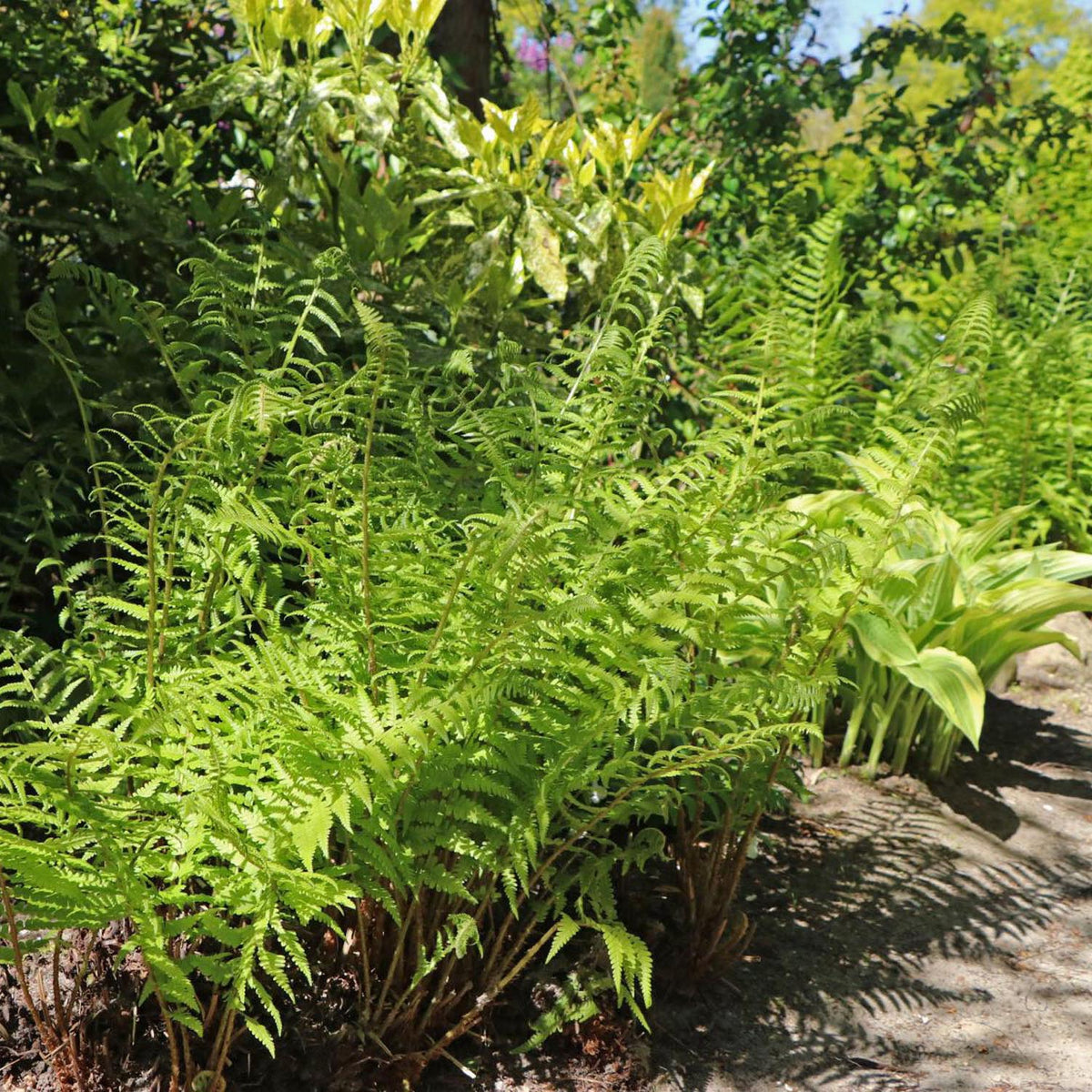 Feriga comuna | Verdena – VERDENA