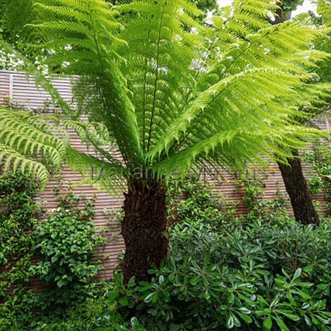 Feriga Copac (Dicksonia Antartica) | Verdena – VERDENA