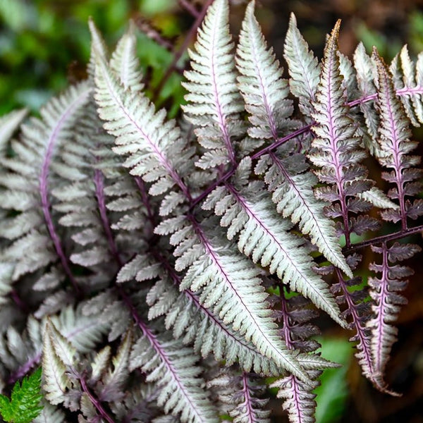 Feriga Japoneza pictata (Athirium) Silver Falls | Verdena