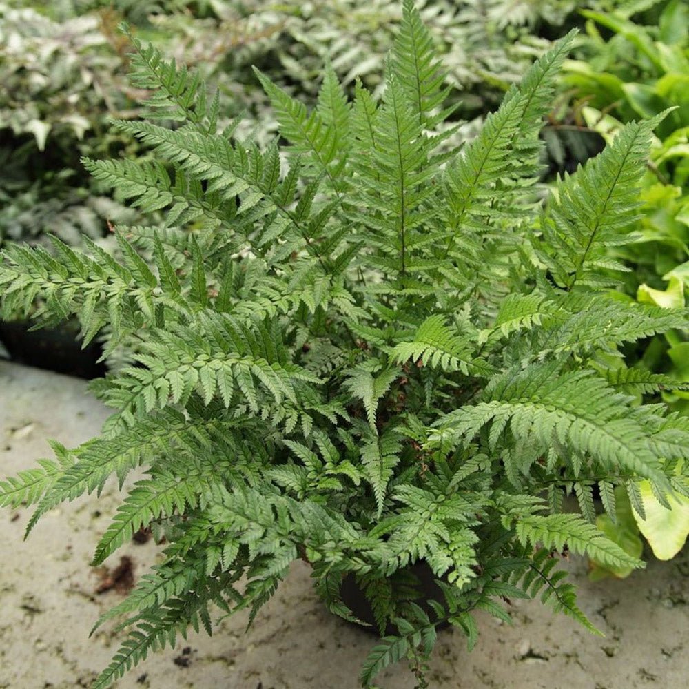 Feriga Neolobatum | Verdena – VERDENA