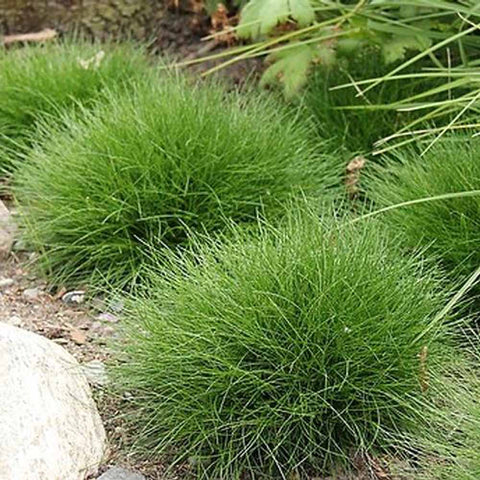 Festuca gautieri (Paius) Pic Garlit | Verdena – VERDENA