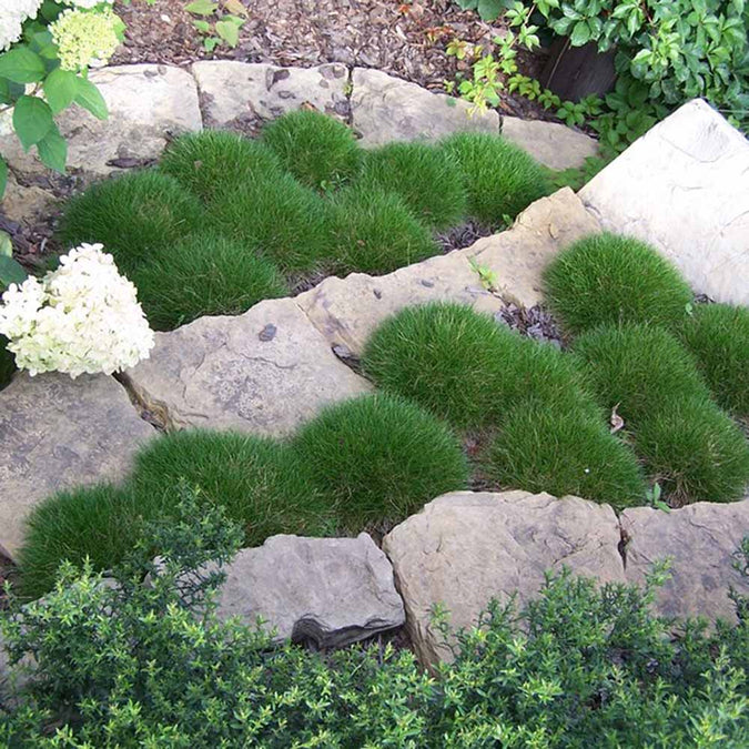 Festuca gautieri (Paius) Pic Garlit | Verdena – VERDENA