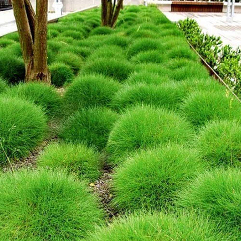 Festuca gautieri (Paius) Pic Garlit | Verdena – VERDENA