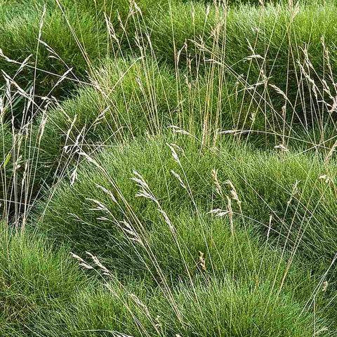Festuca gautieri (Paius) Pic Garlit | Verdena – VERDENA
