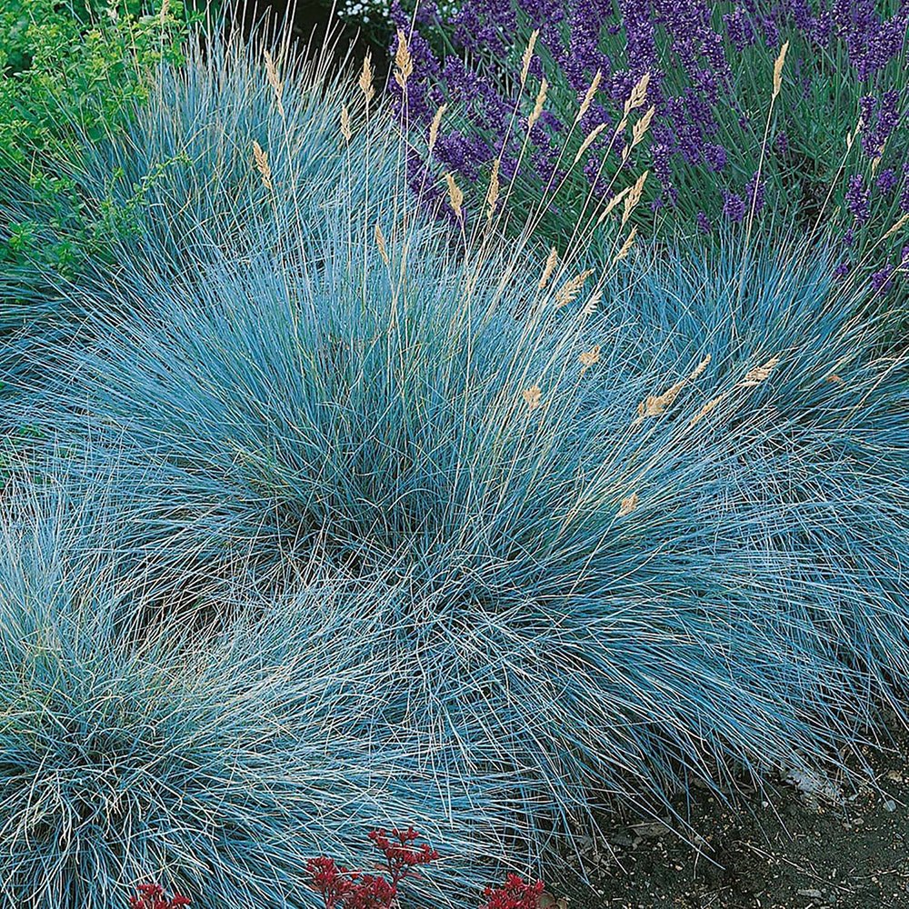 Festuca glauca (Iarba albastra) Intens Blue | Verdena