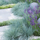 Festuca glauca (Iarba albastra) Intens Blue | Verdena – VERDENA