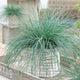 Festuca glauca (Iarba albastra) Intens Blue | Verdena – VERDENA