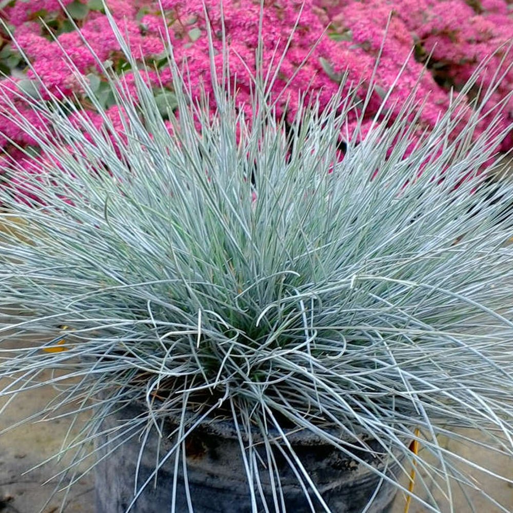 Festuca glauca (Iarba albastra) Intens Blue | Verdena