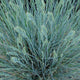 Festuca glauca (Iarba albastra) Intens Blue | Verdena – VERDENA