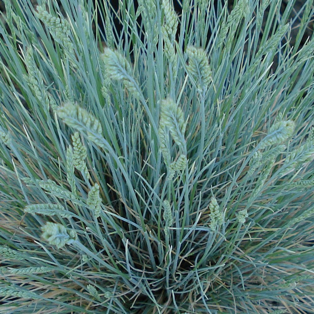 Festuca glauca (Iarba albastra) Intens Blue | Verdena