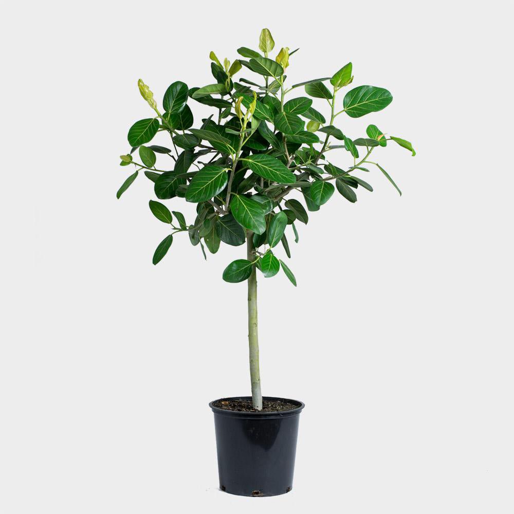 Ficus Audrey - Tip Copac cu Tulpina impletita - 95 cm | Verdena – VERDENA