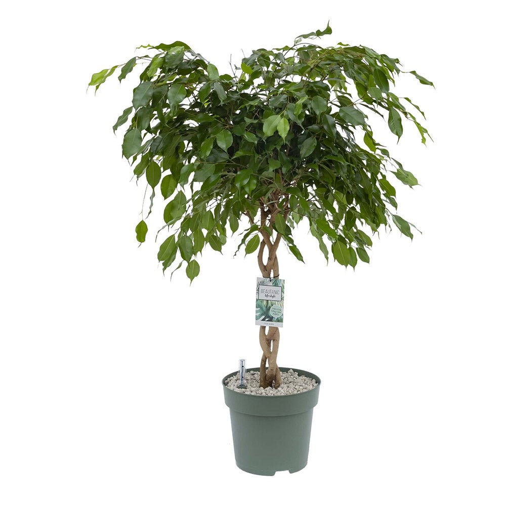 Ficus Benjamina Tip Copac cu tulpina impletita - 150/160 cm | Verdena ...