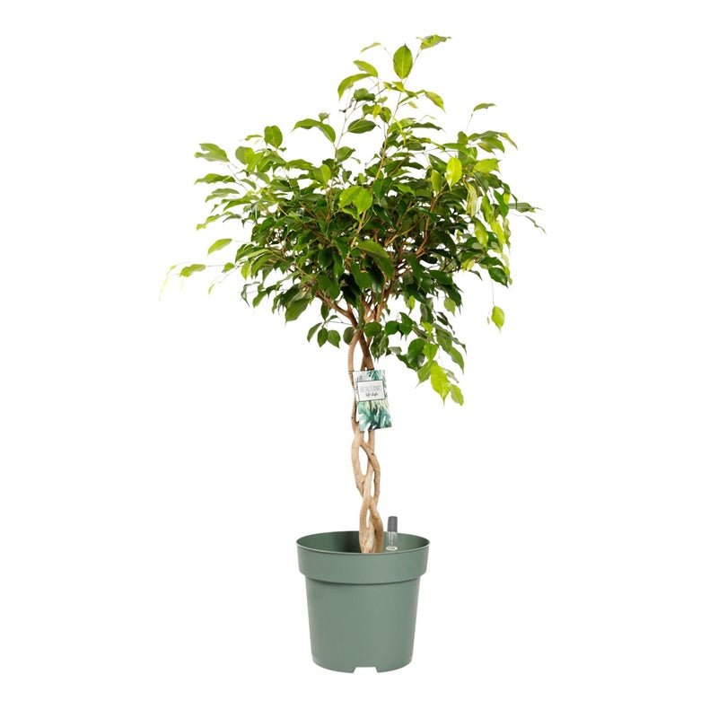 Ficus Benjamina - Tip Copac cu Tulpina impletita - 100 cm | Verdena ...