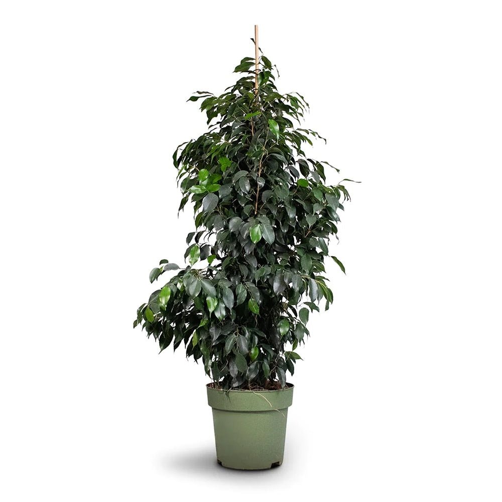 Ficus Exotica - 135 cm | Verdena – VERDENA