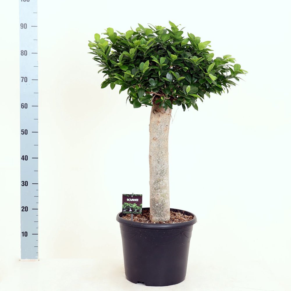 Ficus Ginseng cu Tulpina Dreapta - 70 cm | Verdena – VERDENA