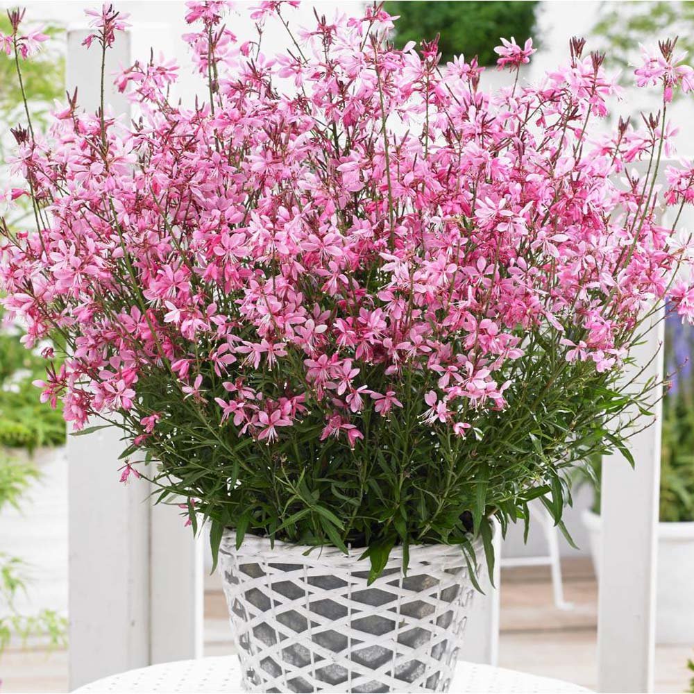 Floarea albinei (Gaura Lindheimeri)| Verdena – VERDENA