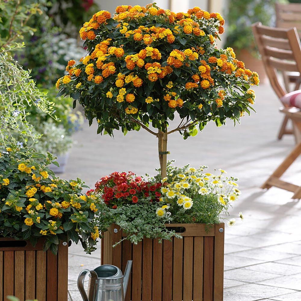 Floarea Cameleon portocaliu Tip Copac | Verdena – VERDENA