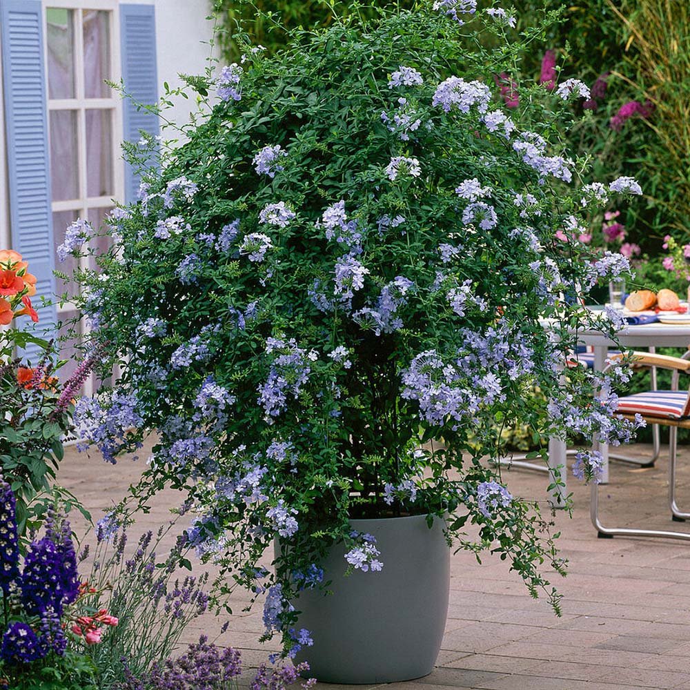 Floarea Dragostei Azur (Plumbago auriculata)| Verdena – VERDENA