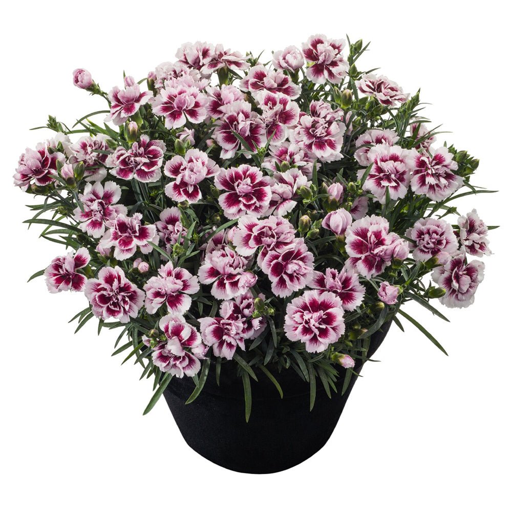 Garofita Amy | Verdena – VERDENA