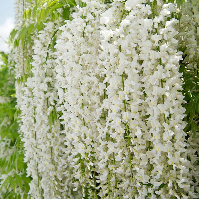 Glicina - Wisteria cu Design Spectaculos | Verdena.ro – VERDENA