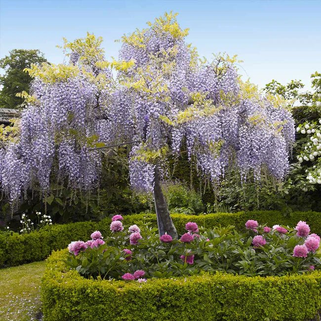 Glicina (Wisteria) cataratoare Yokohama Fuyi cu flori mov - Tip Copac ...
