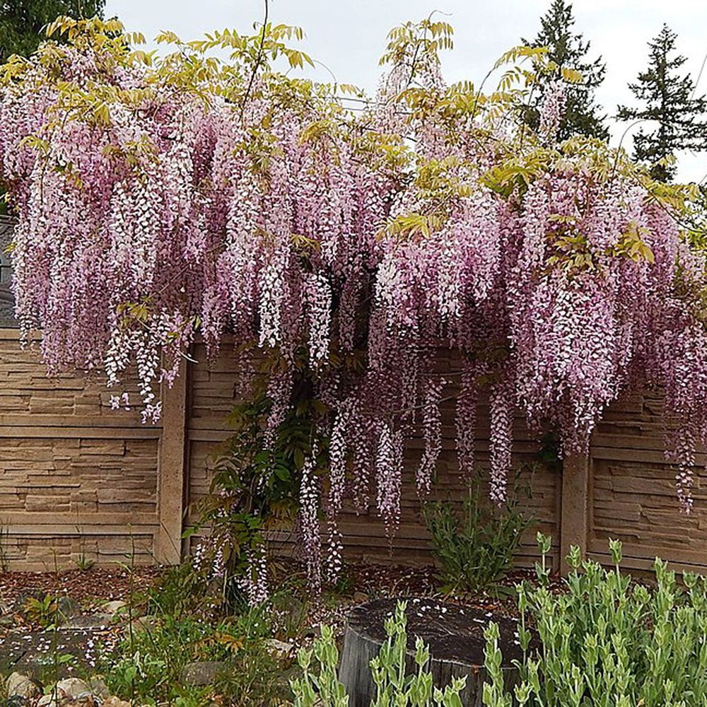 Glicina (Wisteria) cataratoare Honbeni cu flori roz - Tip Copac | Verdena