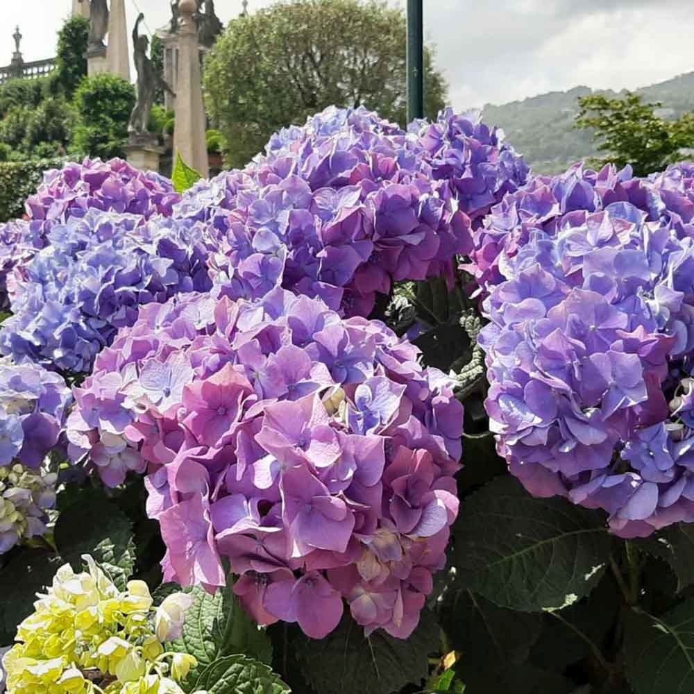 Hortensia de Gradina roz-albastru-mov Hamburg | Verdena – VERDENA