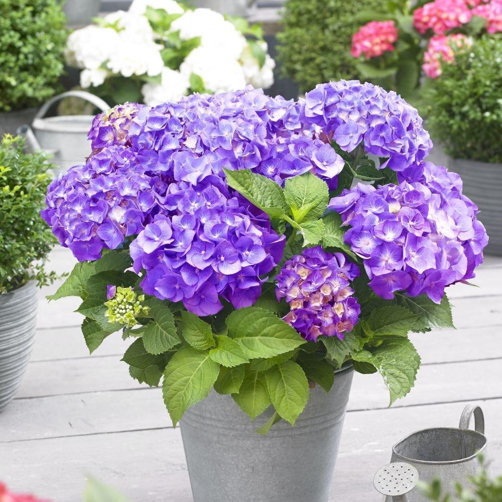 Hortensie macrophylla Little Purple XS – mov | Verdena – VERDENA
