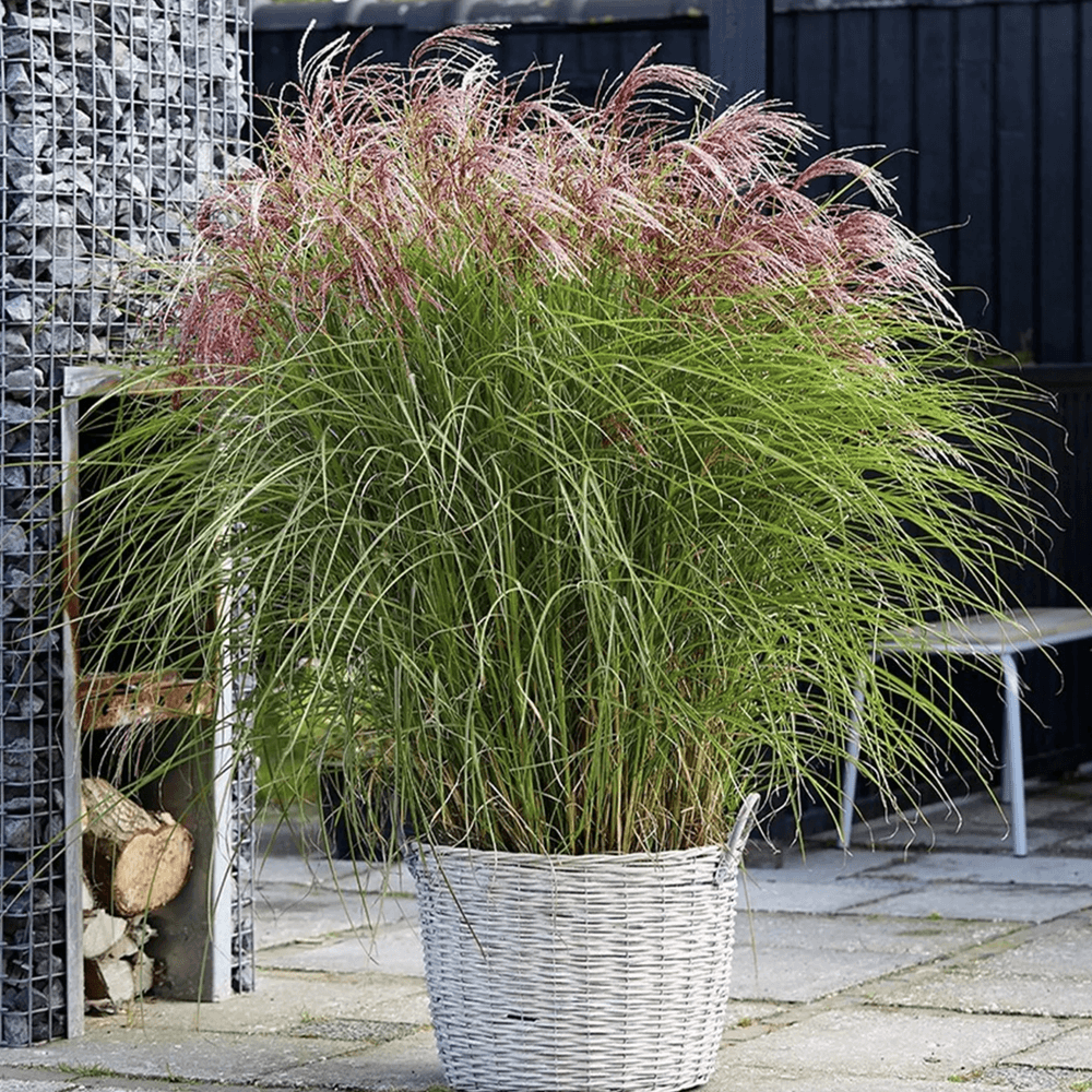 Iarba elefantului (Miscanthus) Red Chief | Verdena – VERDENA