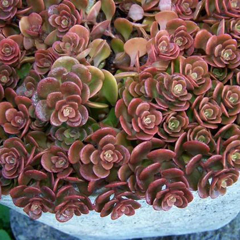 Iarba Grasa (Sedum) Coral Reef | Verdena